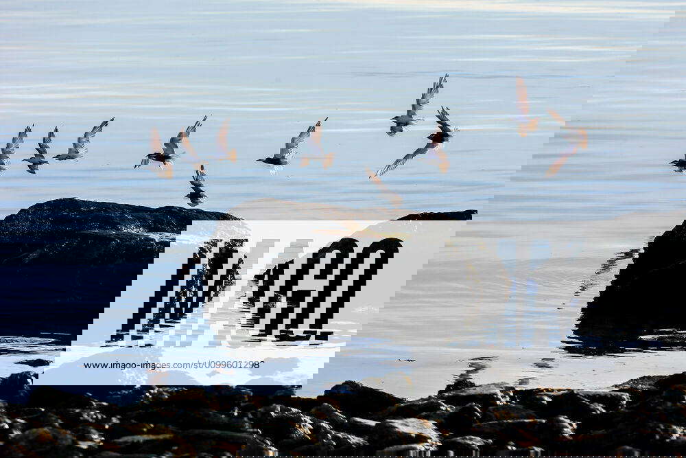 PASAY CITY, Birds are seen during sunset in Manila Bay in Pasay City ...