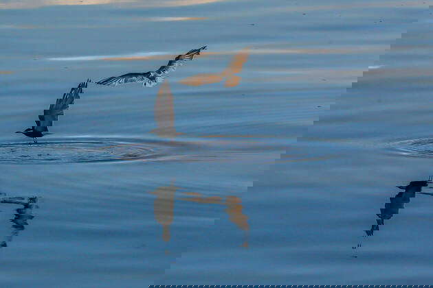 PASAY CITY, Birds are seen during sunset in Manila Bay in Pasay City ...