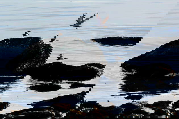 PASAY CITY, Birds are seen during sunset in Manila Bay in Pasay City ...