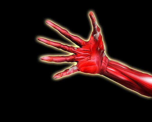 Muscle Hand A close up of a skinless arm for medical or Halloween concepts