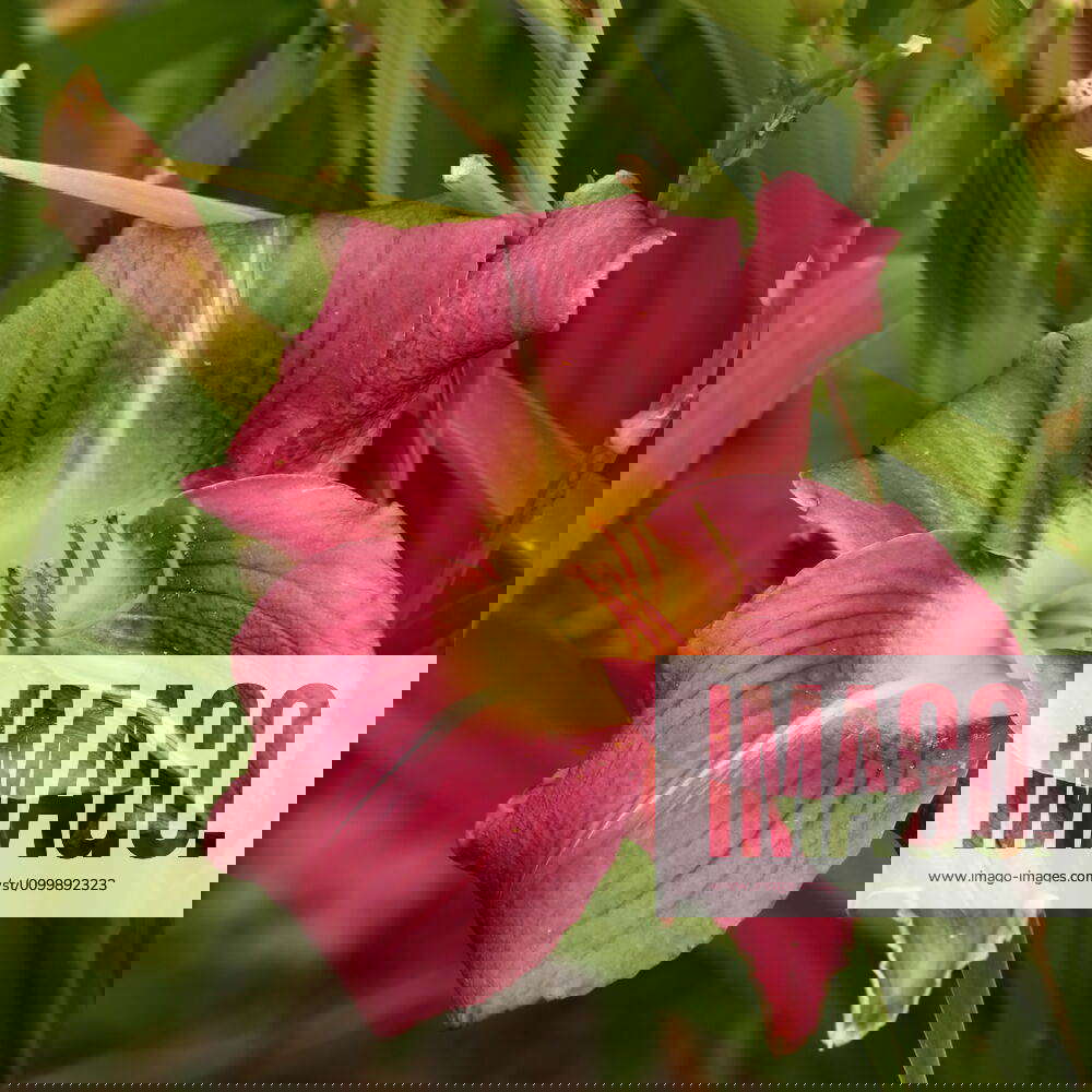 Raspberry colored daylily beautiful raspberry colored daylily with ...