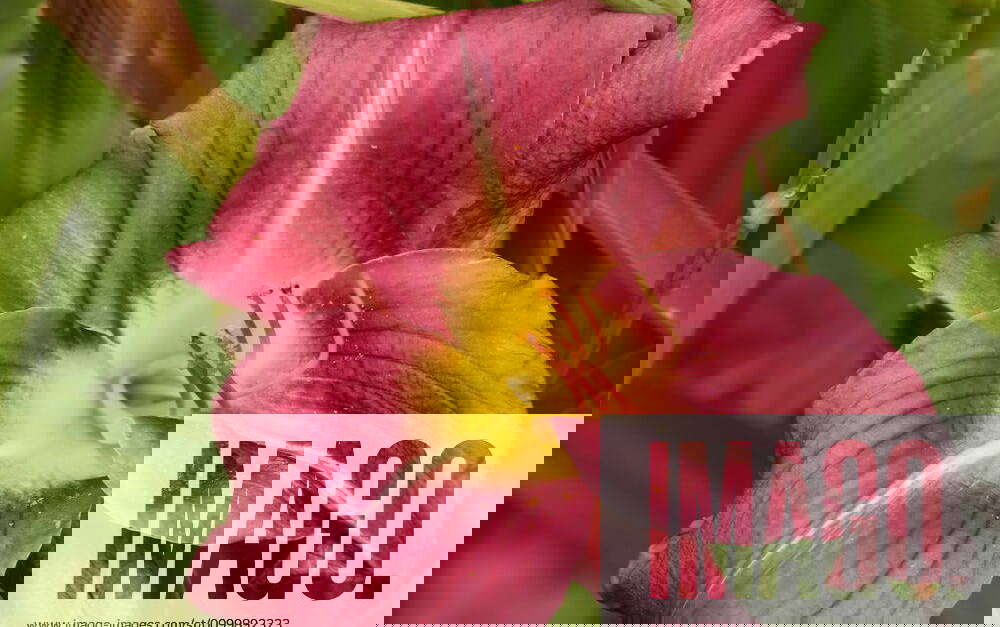 Raspberry colored daylily beautiful raspberry colored daylily with ...