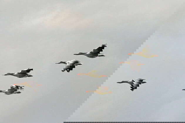 Wild geese, grey geese, geese flying over the lake Wildlife Mecklenburg ...