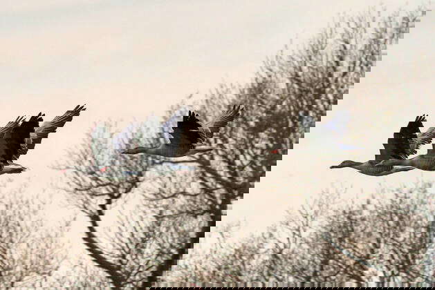 Wild geese, grey geese, geese flying over the lake Wildlife Mecklenburg ...