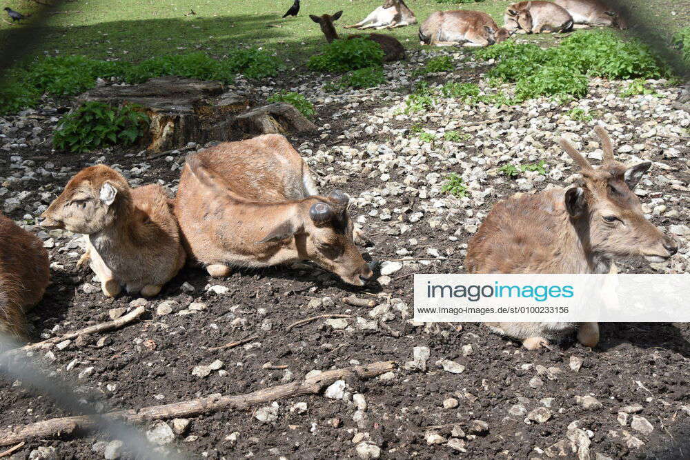 Deer Enclosure Munich 03 05 20 Hirschgarten