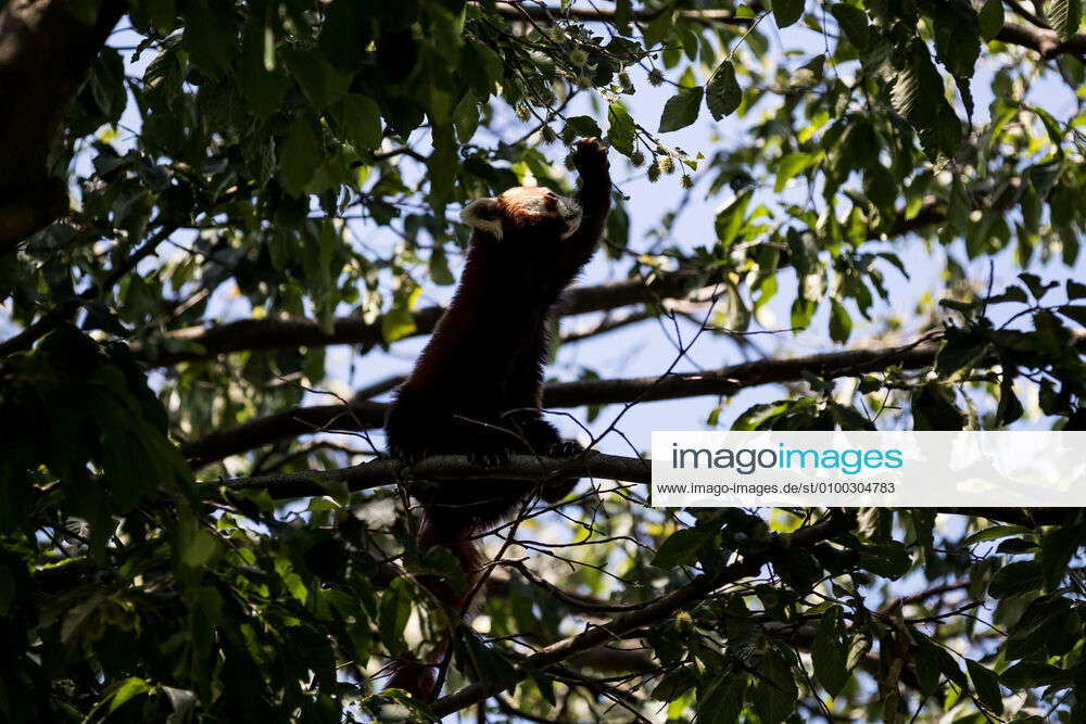 Koelner Zoo 07 05 2020 Red Panda Fred at Koelner Zoo The Cologne Zoo ...
