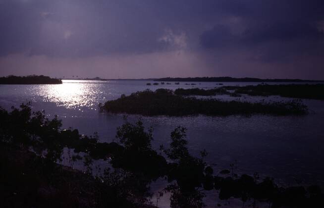 1 trip Florida, Everglades river of grass, brackish water, swamps ...
