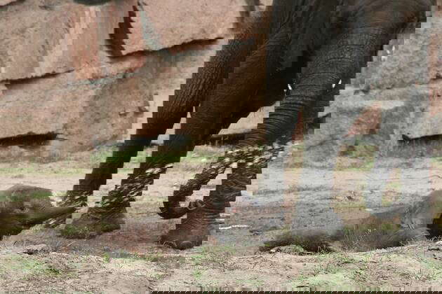 15 Animals Introduction of the baby elephant born on 20 5 2007 at ...