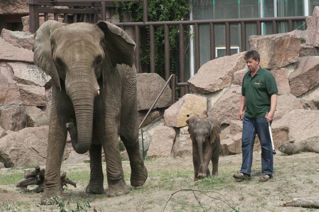 15 Animals Introduction of the baby elephant born on 20 5 2007 at ...