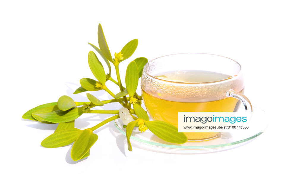 tea,mistletoe,mistletoe tea