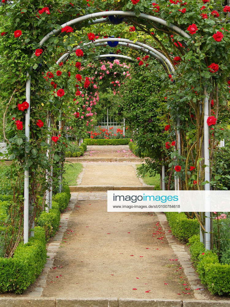 rose garden ,climbing roses,rose arch