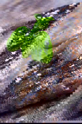 beef steak, fillet steak