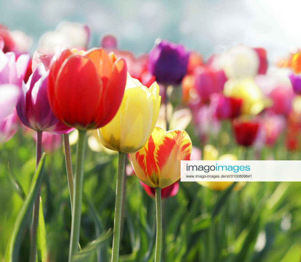 tulip,spring,flowering