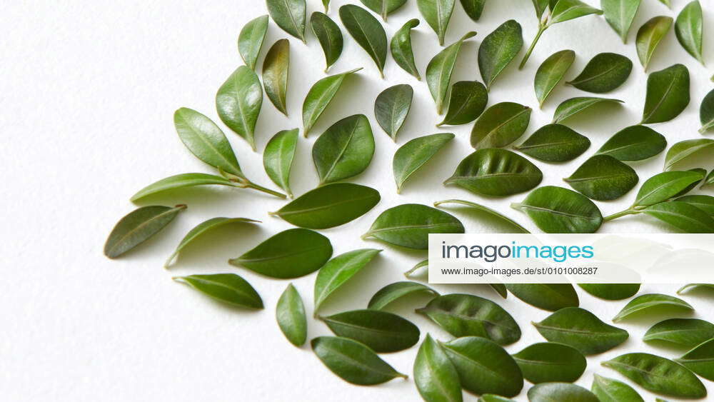 leaves,leaf,arrangement