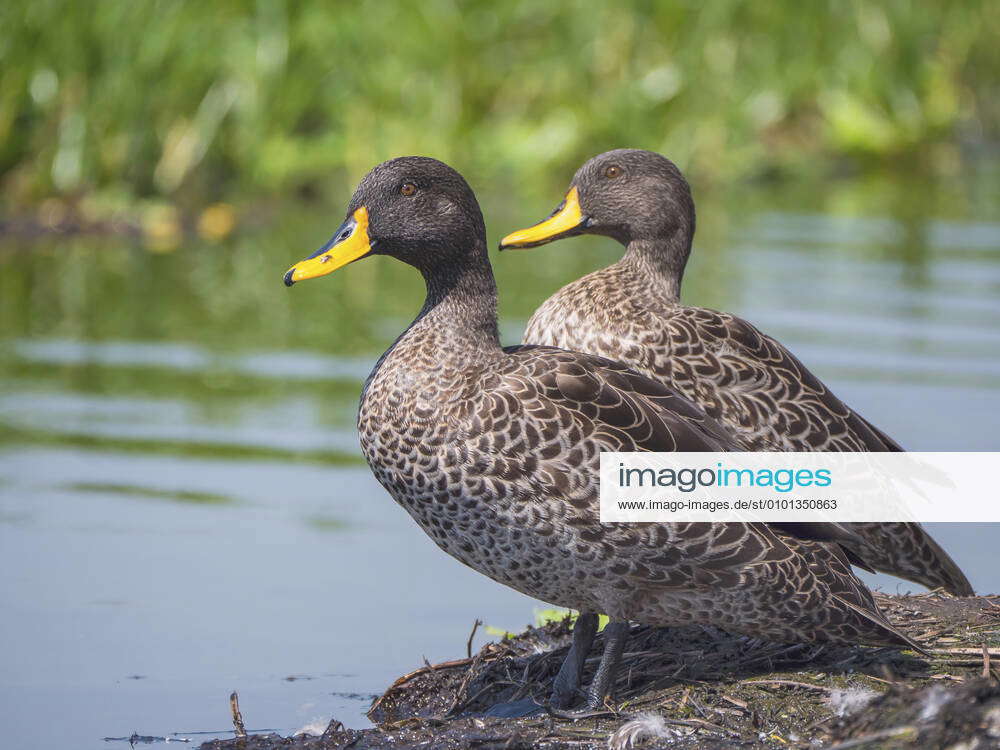 Yellowbilled Duck Anas Undulata South African Birds Duck Waterfowl