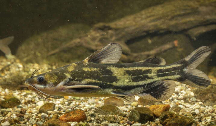 Yellow dragon catfish Tachysurus fulvidraco, Pelteobagrus fulvidraco ...