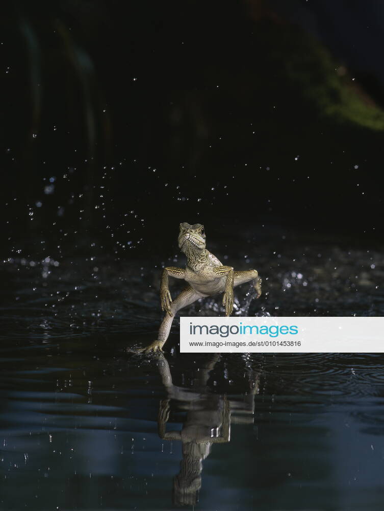 INDONESIAN JESUS LIZARD running on water. Hydrosaurus sp. INDONESIAN ...