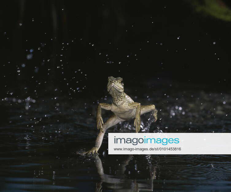 INDONESIAN JESUS LIZARD running on water. Hydrosaurus sp. INDONESIAN ...