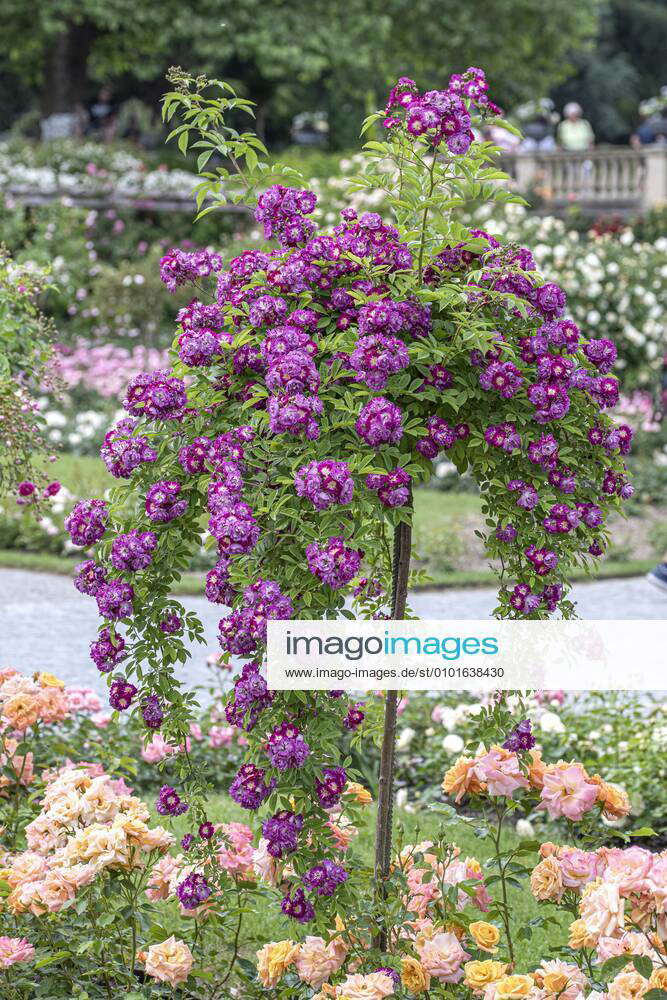 Rambler Rose Pink PERENNIAL BLUE McPHRM