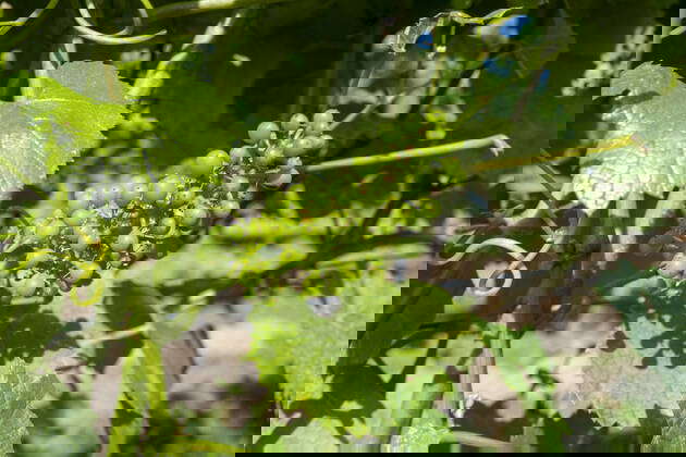 Development stage of the grapevine, fruit development Fruit set ...