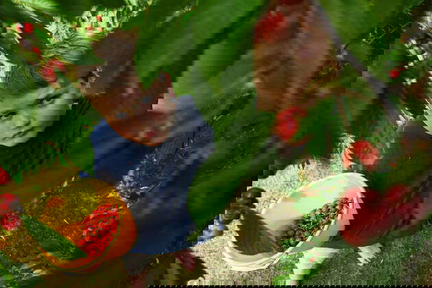 bird cherry or sweet cherry Prunus avium boy model released on a ladder ...