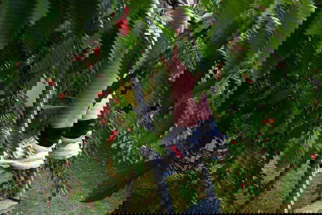 bird cherry or sweet cherry Prunus avium boy model released on a ladder ...