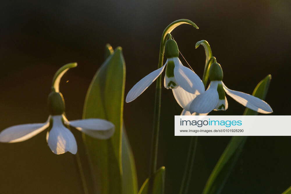 Elwes Snowdrops, Elwes Snowdrops, Big Blooming Snowdrops, Giant ...