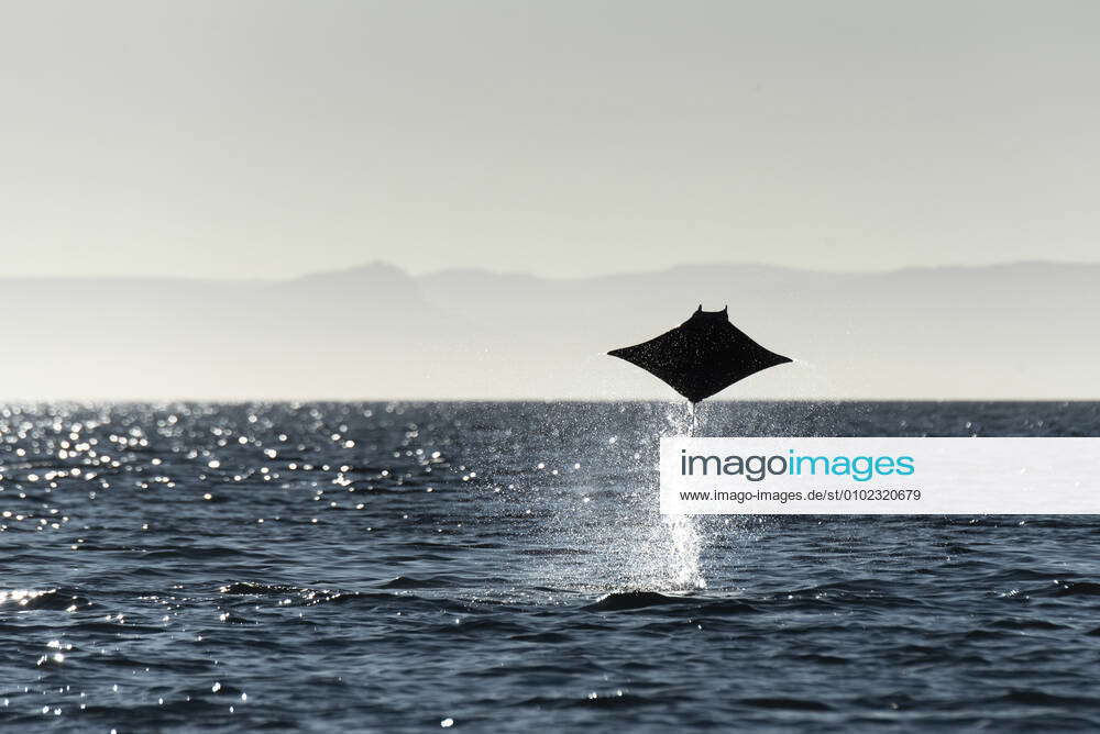 Spotted Eagle Ray Jumping Out Water