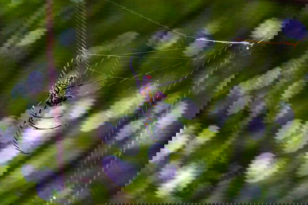 Guangdong giant bird-catching spider