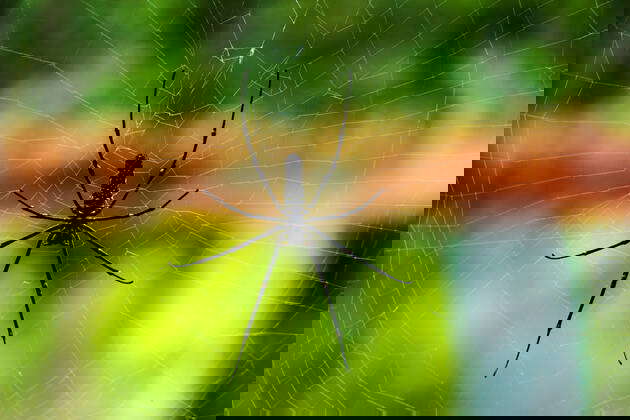 Guangdong giant bird-catching spider