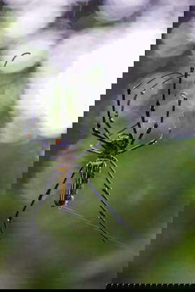 Guangdong giant bird-catching spider