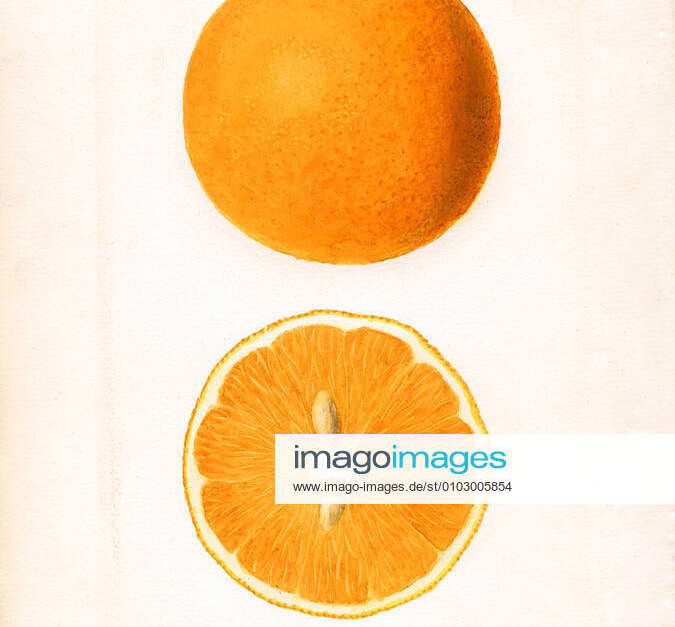 Oranges, Jaffa variety, Citrus sinensis, Orlando, Orange County ...