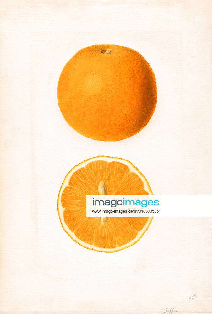 Oranges, Jaffa variety, Citrus sinensis, Orlando, Orange County ...