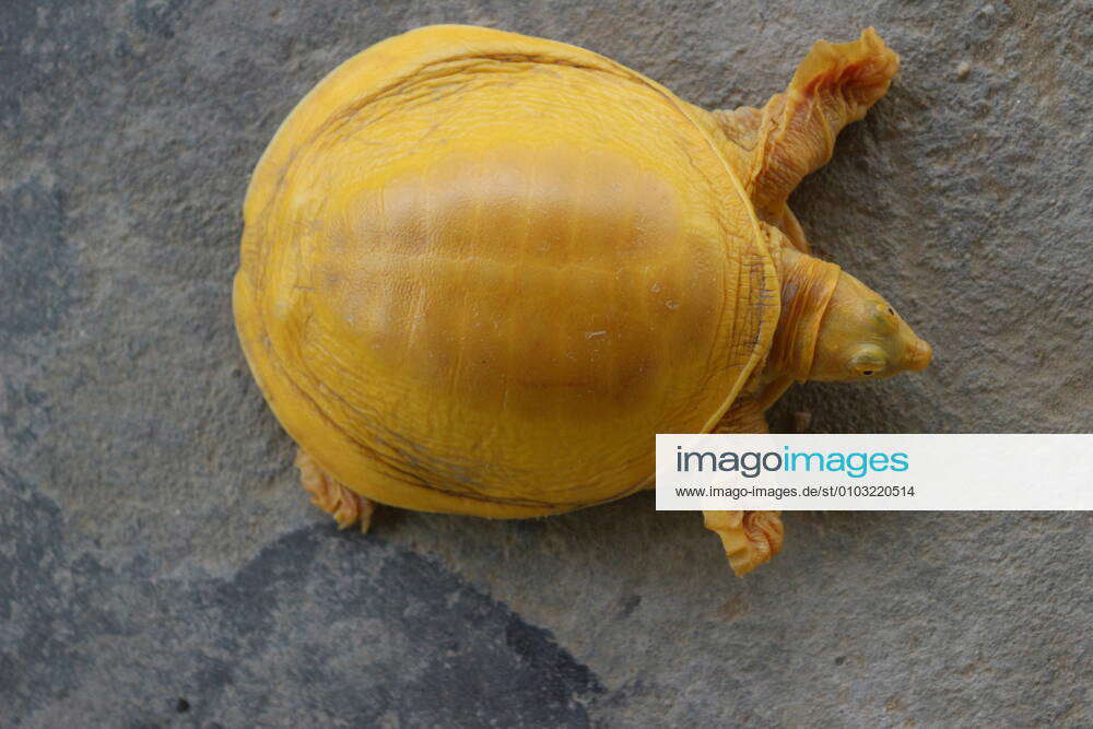 Turtle Born Without Shell