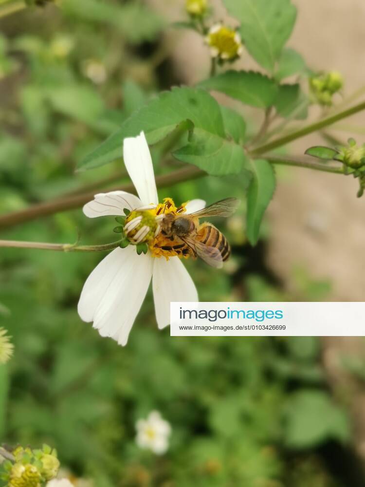 Summer camellias bloom, bees gather pollen, wild chrysanthemums bloom
