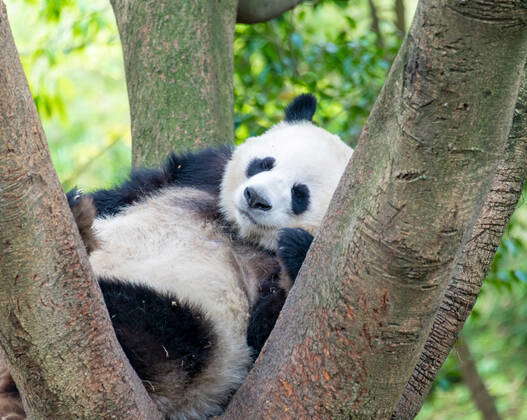 A lazy giant panda resting on his stomach