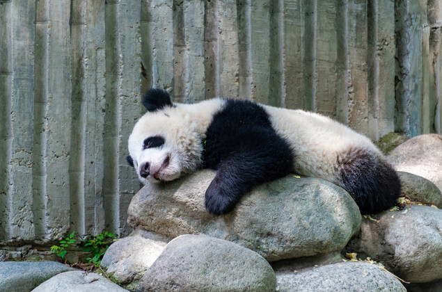 A lazy giant panda resting on his stomach