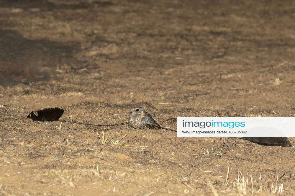 Standard Winged Nightjar In Flight