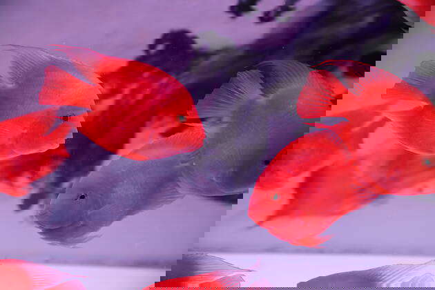 Red goldfish and macaw fish in fish tank