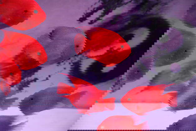 Red goldfish and macaw fish in fish tank