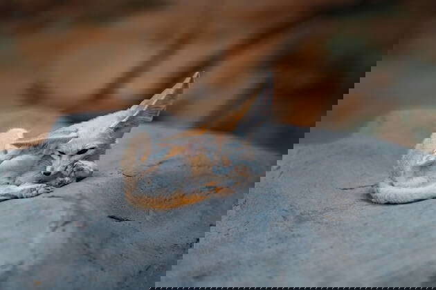 The auricle fox in the Shanghai Safari Park