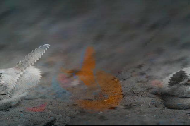 The auricle fox in the Shanghai Safari Park