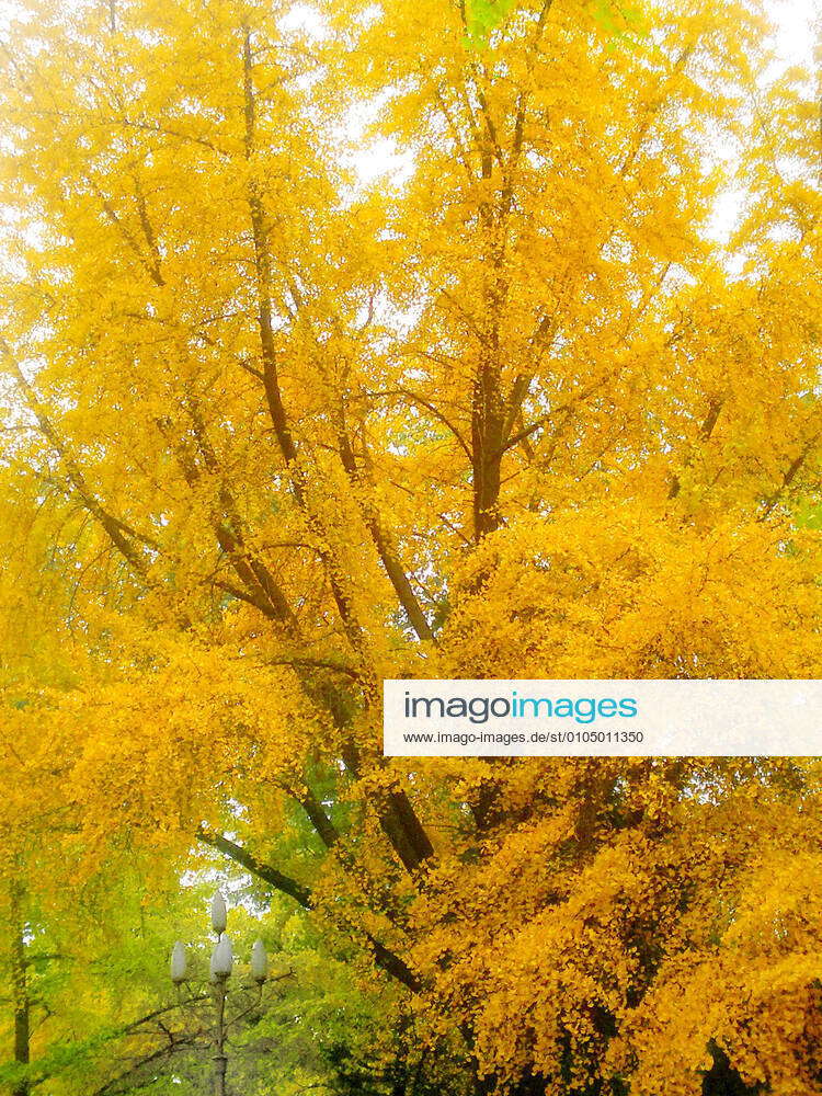 Golden ginkgo trees in autumn