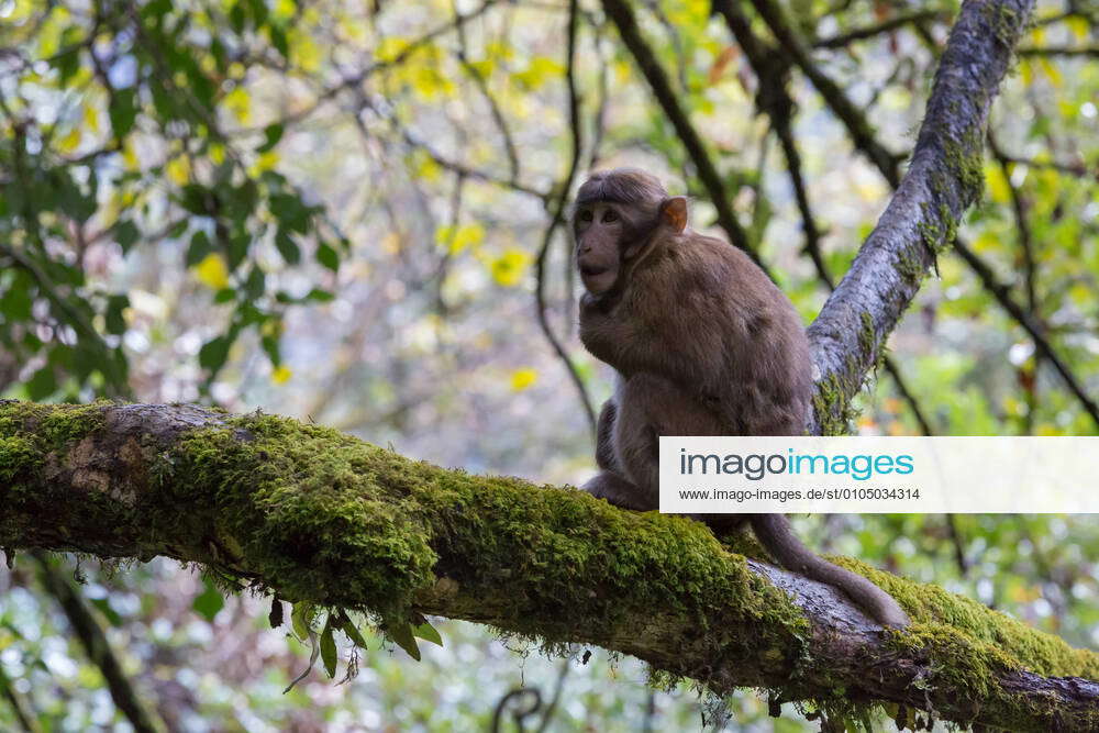Wild Monkey in Lebugou, Gina County, Shannan City, Tibet