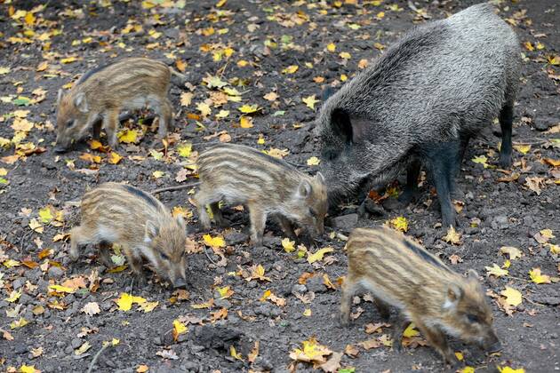 politics, symbolic photos African swine fever Wild boar with young pigs ...