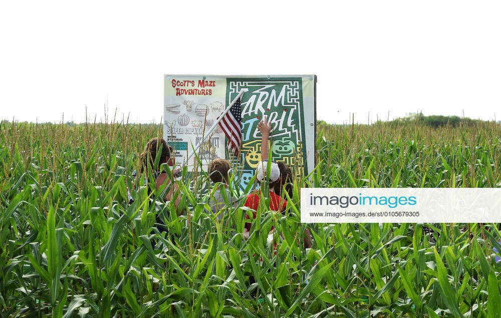 Mt. Dora, United States: People navigating the annual fall corn maze at ...