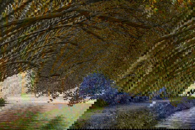 plane tree avenue, path at the Baldeneysee, near Haus Scheppen, in ...