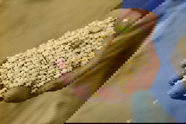 TÜRKEI, Adana, Ernte von Sojabohnen mit Mähdrescher Adana