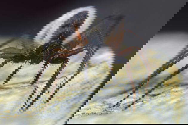 Web wolf, web wolf spider, web wolf spider Aulonia albimana, male ...