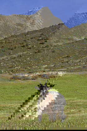 Summer holiday for goats in the Zwieselbachtal in Tyrol where they are ...